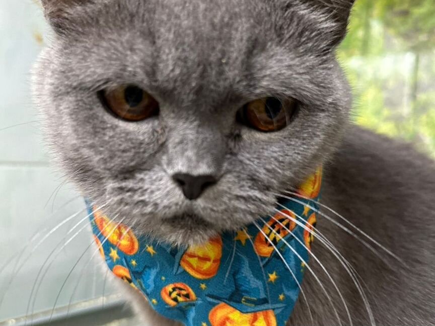 Красавица Эльза. Нежная кошечка. Приют Некрасовка