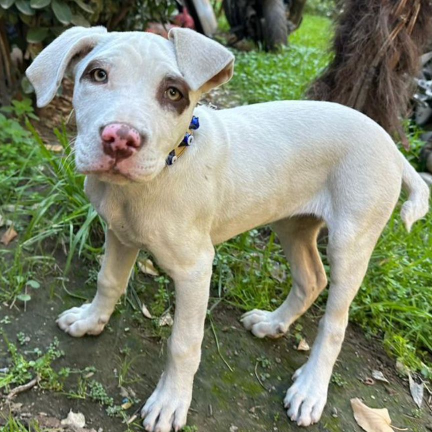 Американский питбультерьер, щенок
