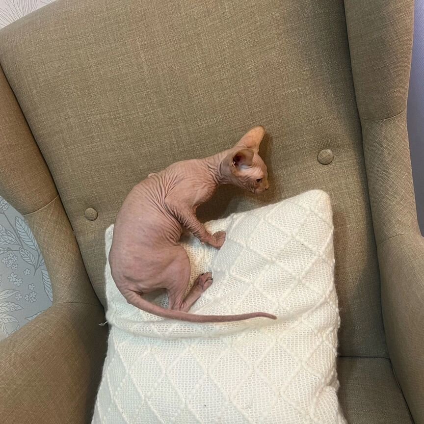 Котенок, 6 мес