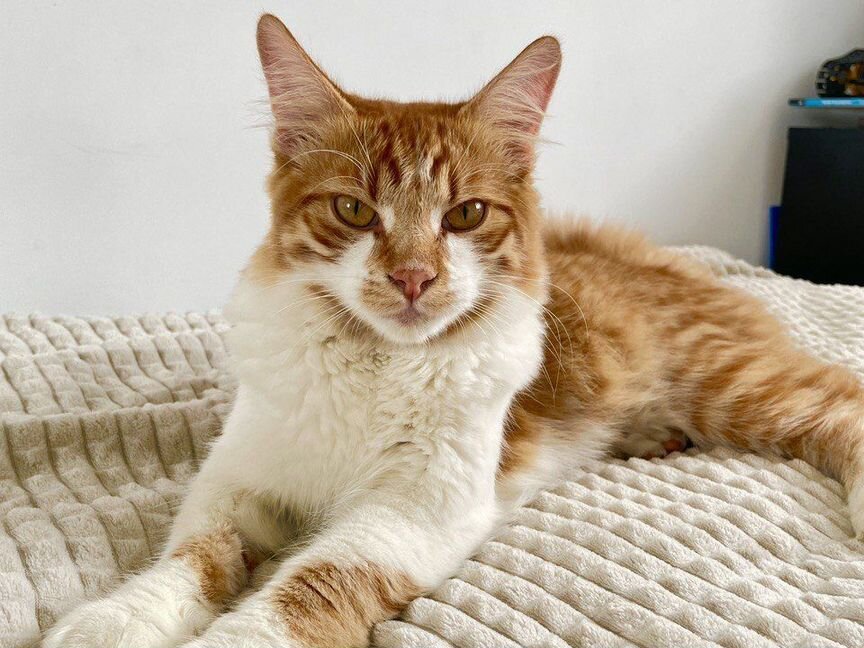 Котёнок 7 мес