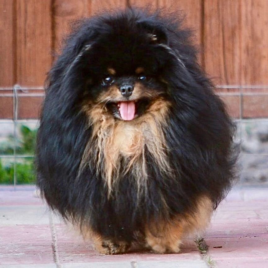 Померанский шпиц кобель на вязку