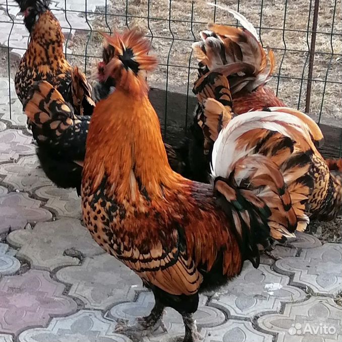 Павловские куры, цыплята, петушки