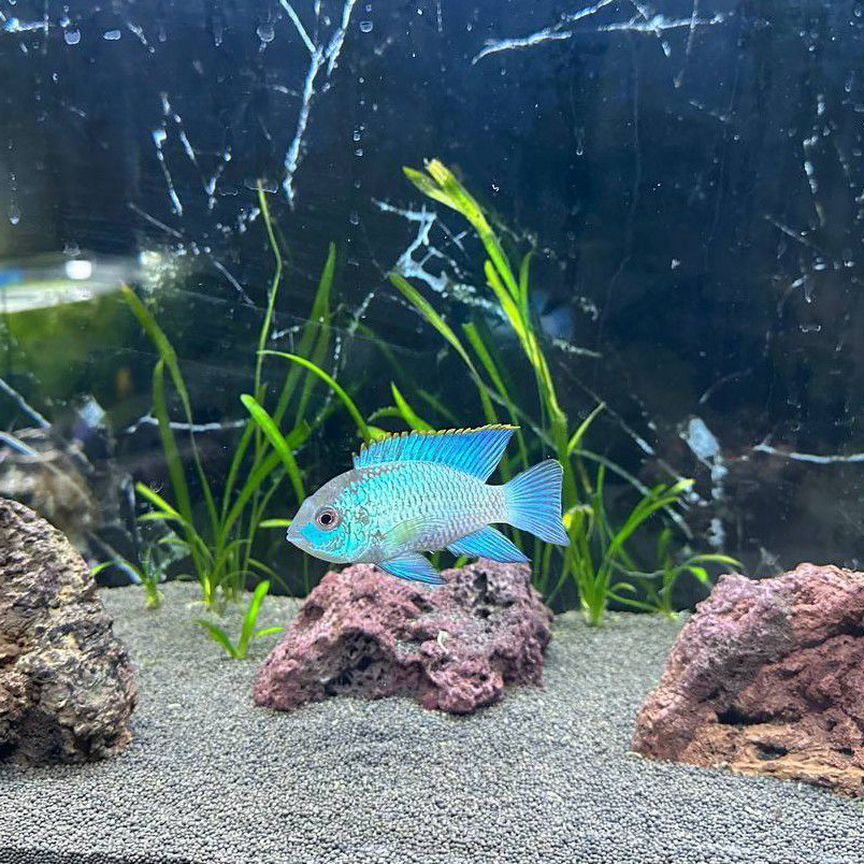 Наннакара неоновая