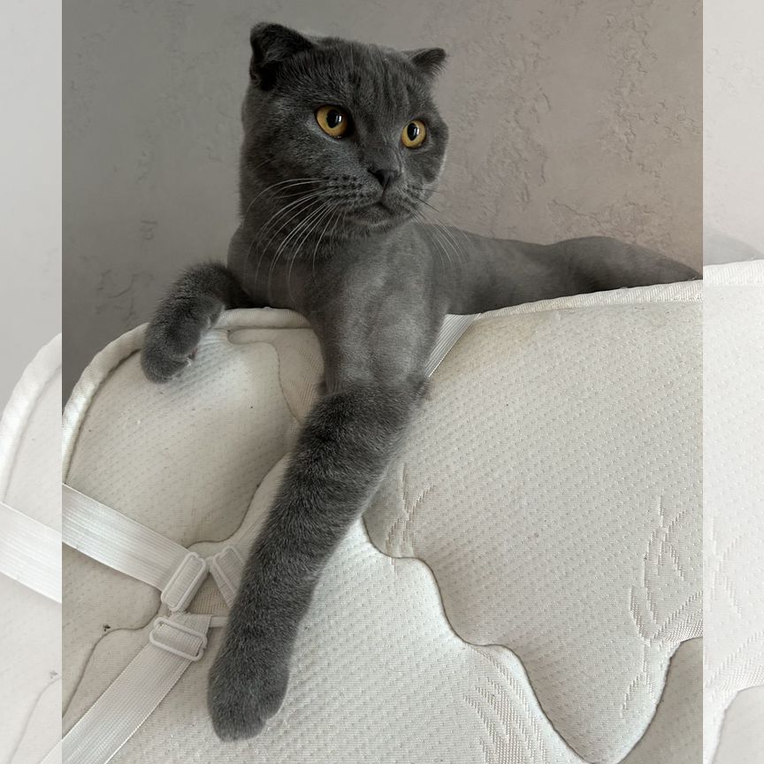 Шотландская вислоухая короткошёрстная кошка, взрослая