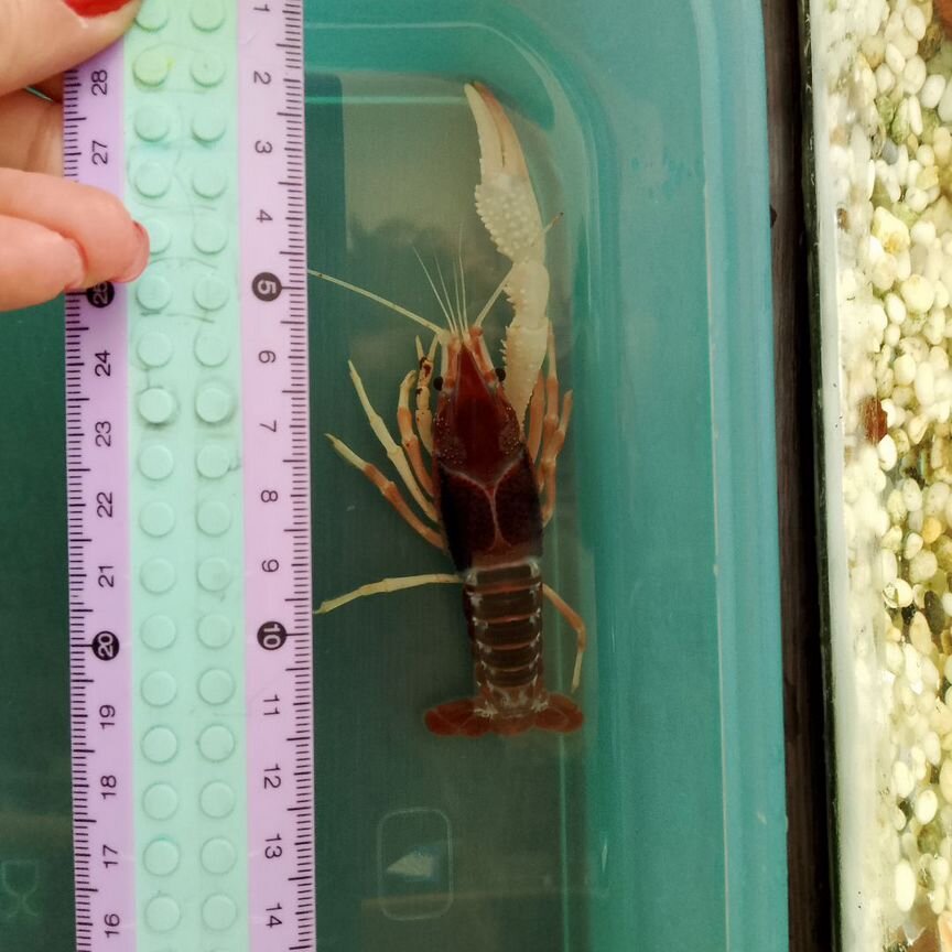 Рак-призрак