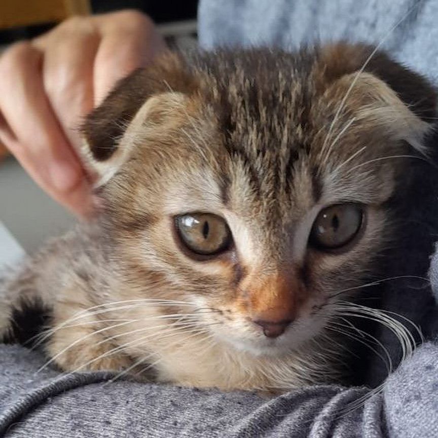 Котенок в добрые руки