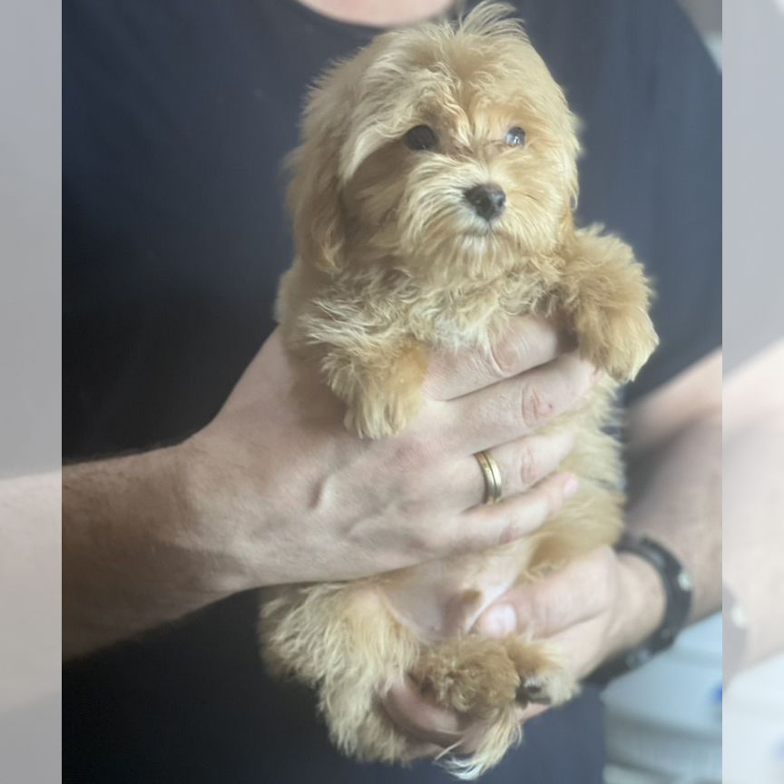 Потрясающий мини мальчик мальтипу ф1