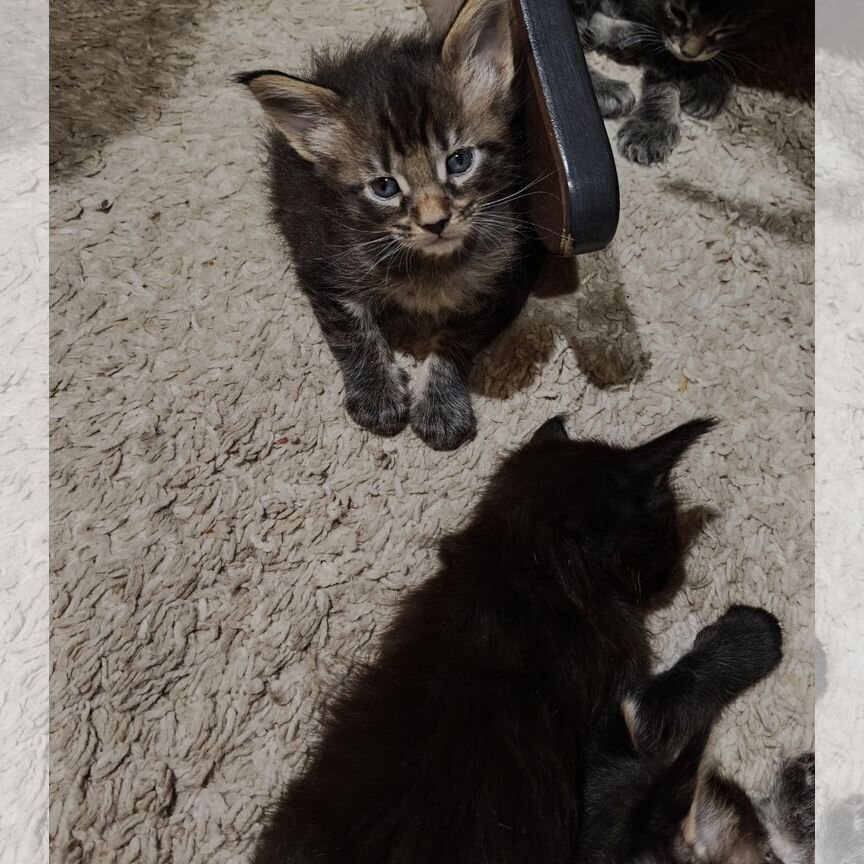 Мейн-кун котёнок