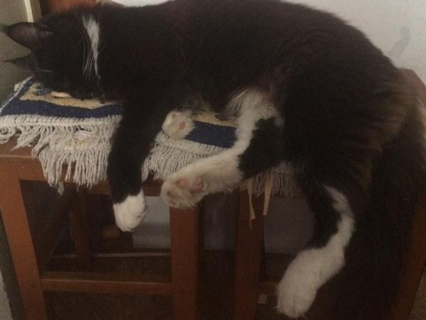 Котята мейкун (мейн-кун)