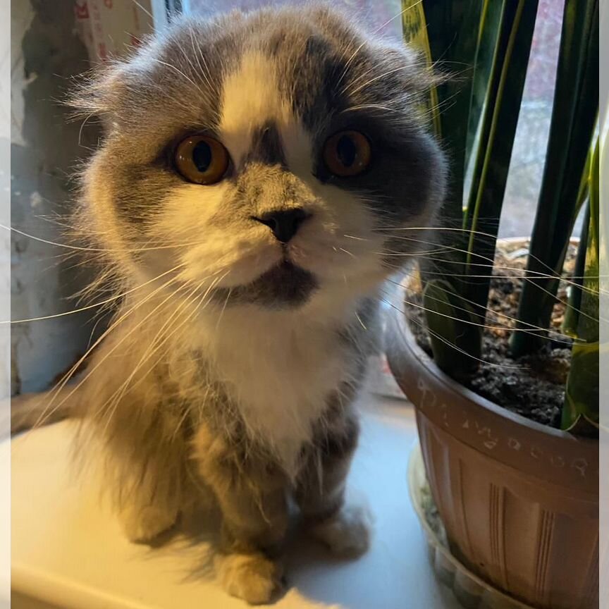 Вислоухий котик в добрые руки