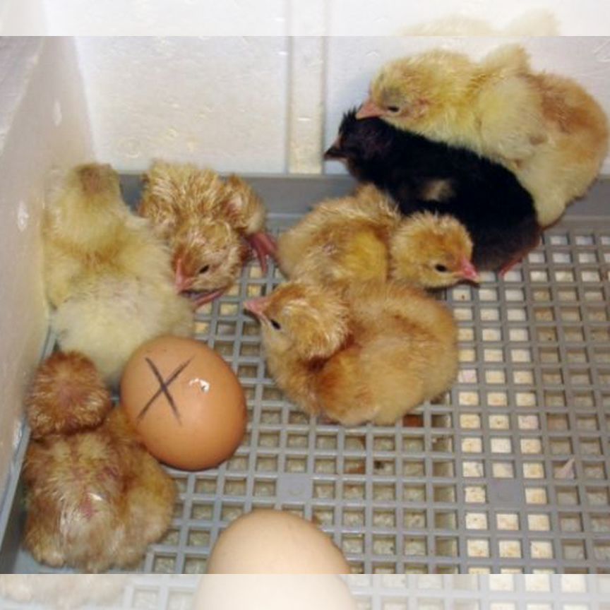 Цыплята бройлеры кобб 700