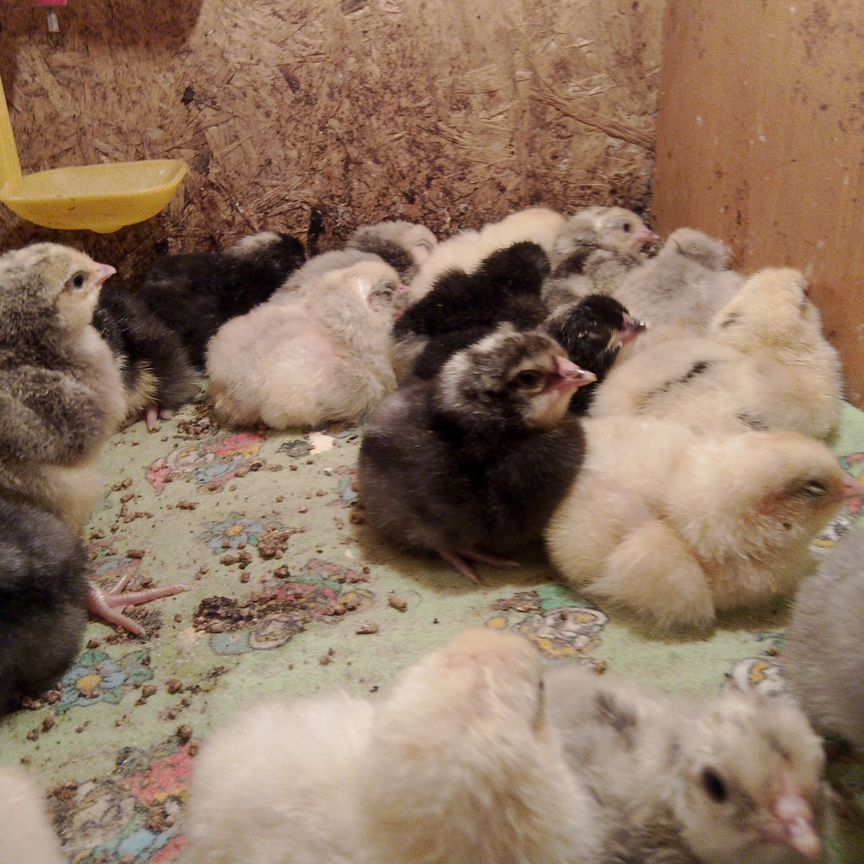 Цыпленок доминант