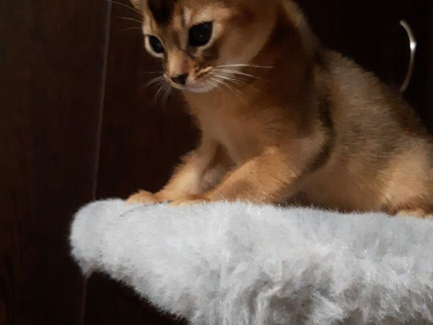 Абиссинские котята