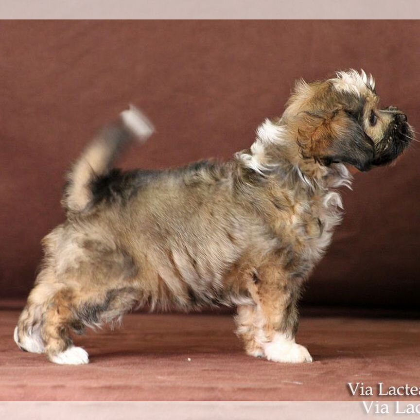 Мальтипу, щенок