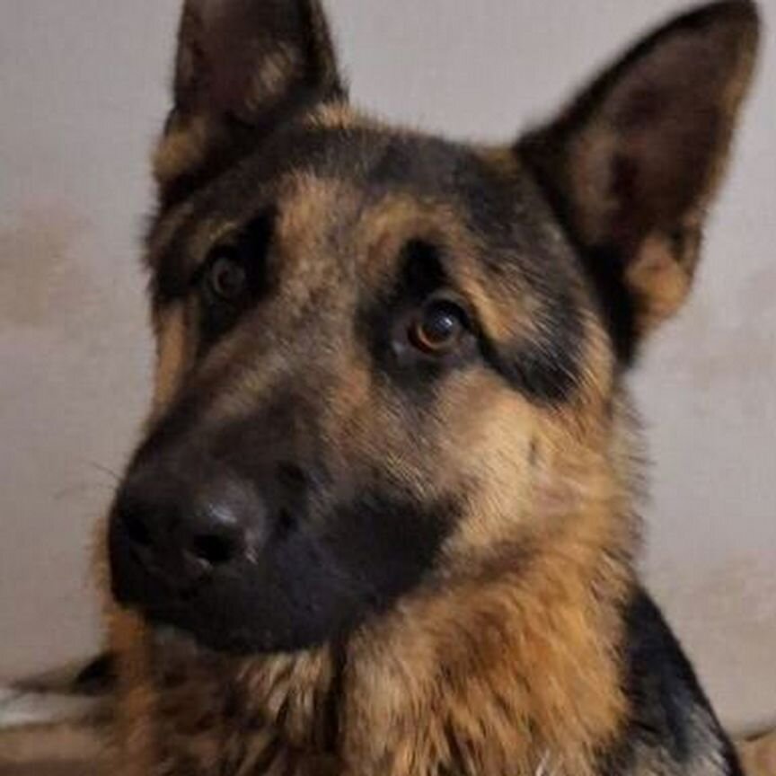 Вязка кабель 1.5 года без опыта