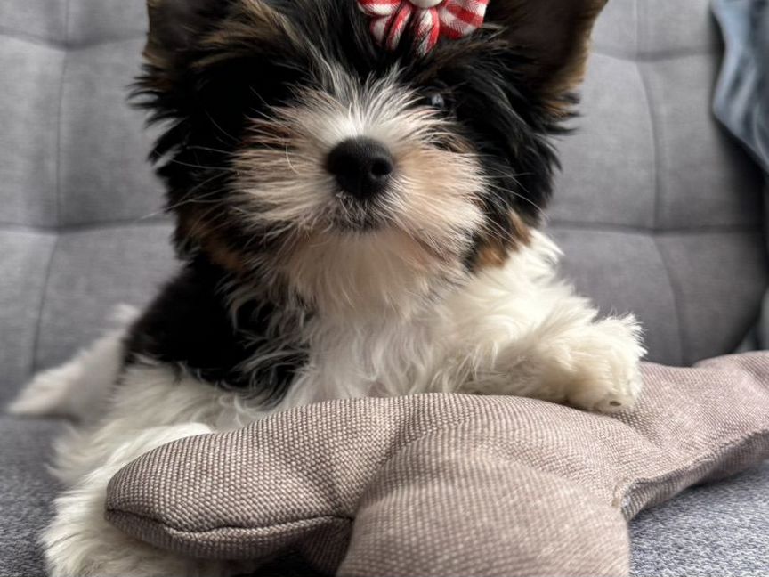 Малышка бивер йорк