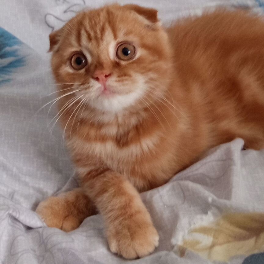 Шотландский вислоухий короткошёрстный котёнок