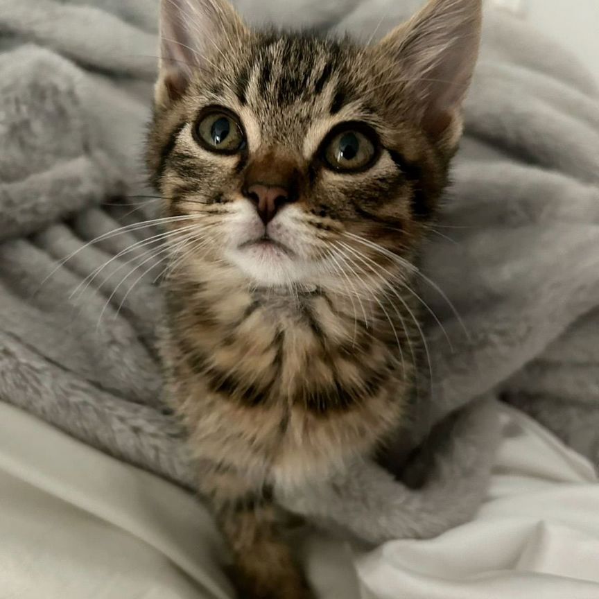 Котенок, кошка, котята, кот