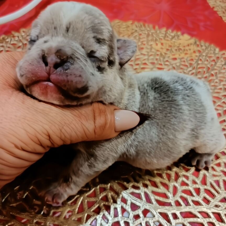 Французский бульдог, щенок