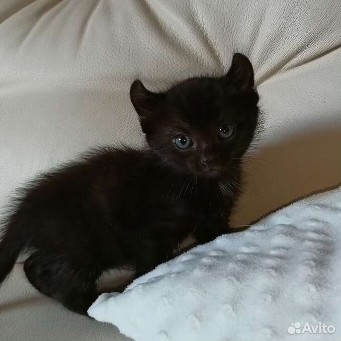 Котик породы Кёрл