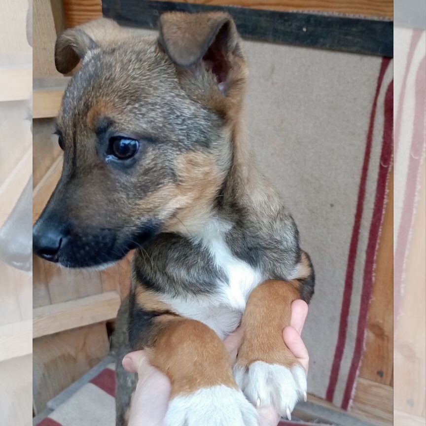 Щенок в добрые руки