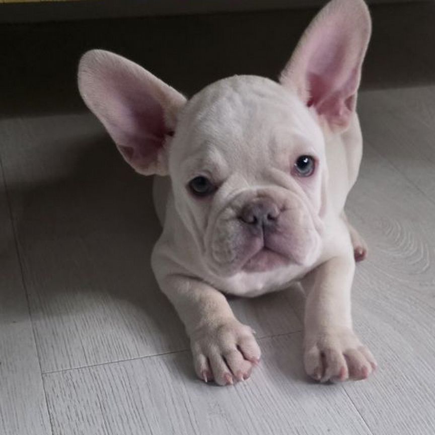 Французский бульдог, щенок
