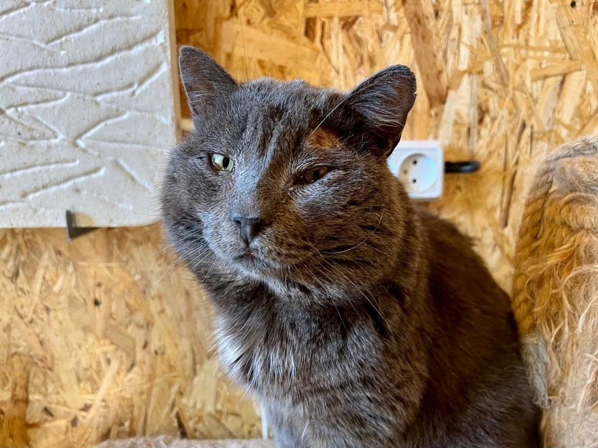 Тайсон - мужчина в самом расцвете лет