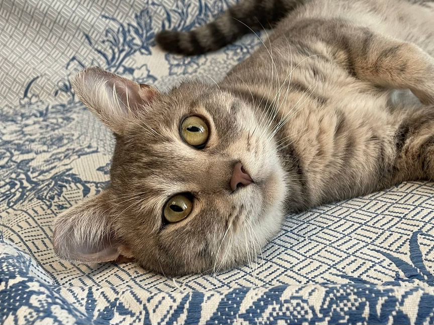 Кот в добрые руки