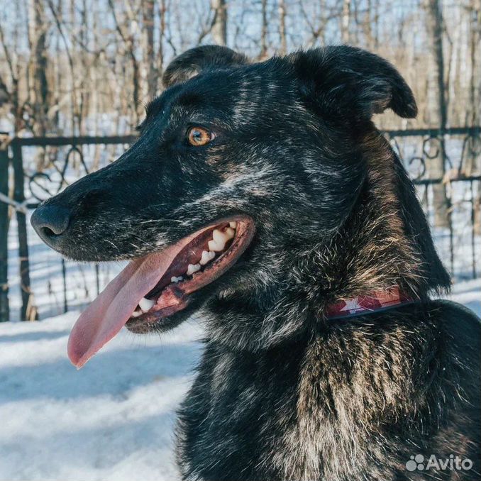 Тигровые красавицы, собаки подростки