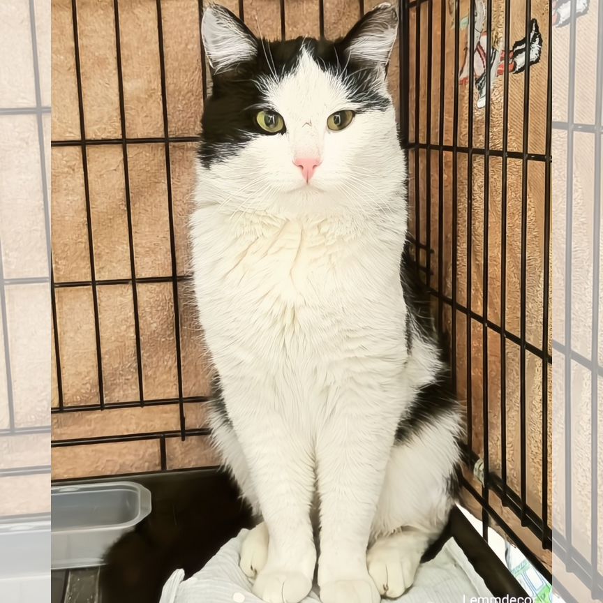 Взрослый кот в добрые руки