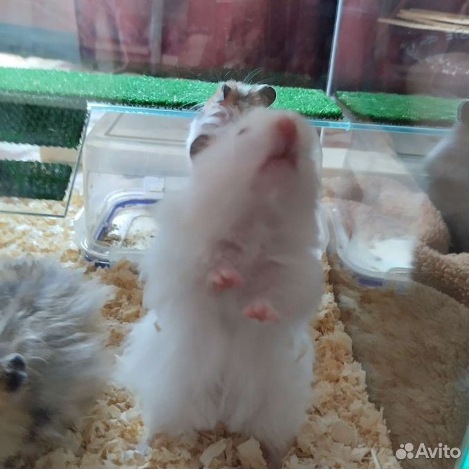 Сирийский хомяк мальчик