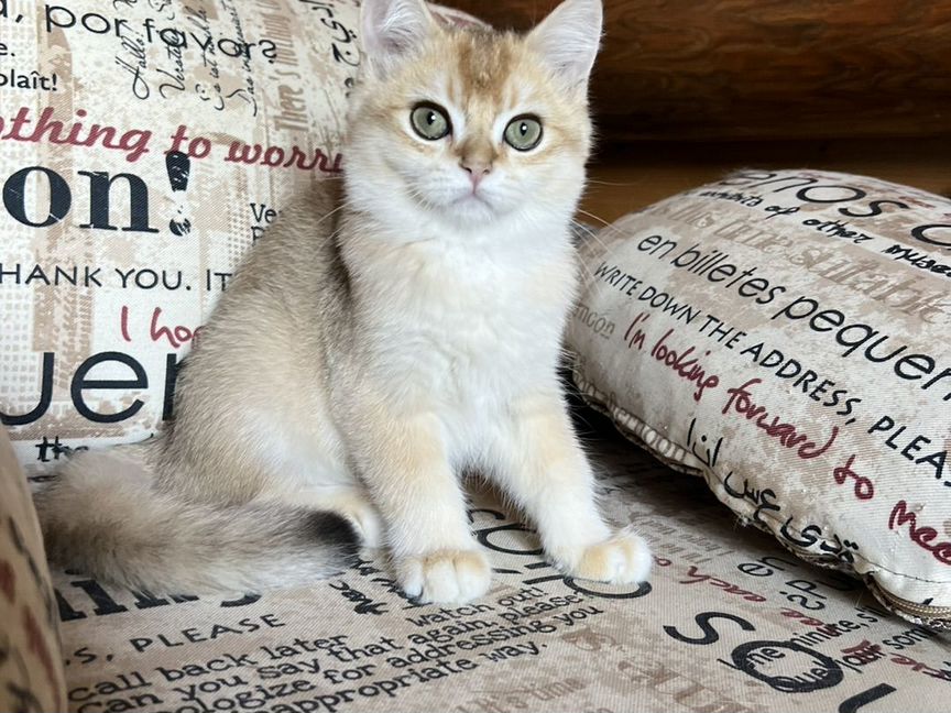 Британские котята золотая шиншилла