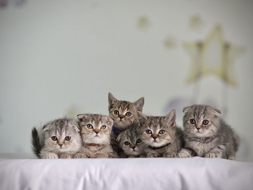 Шотландские вислоухие котята