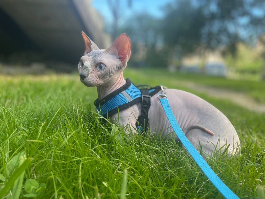 Канадский сфинкс бамбино