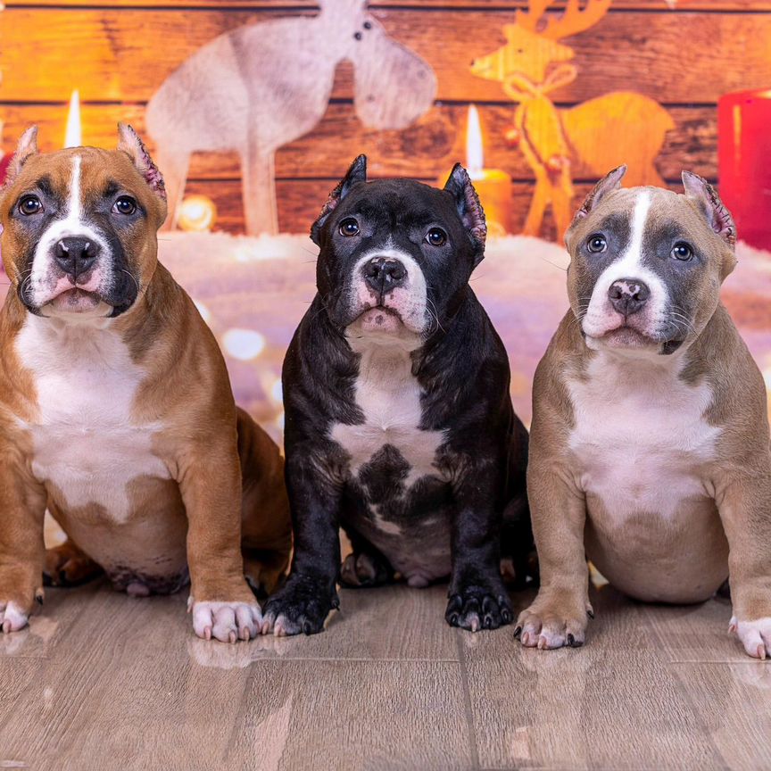 Американский Булли малыши