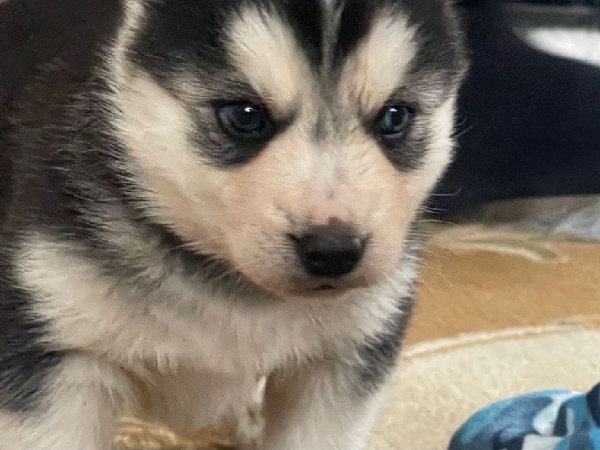 Щенки хаски мальчики девочки