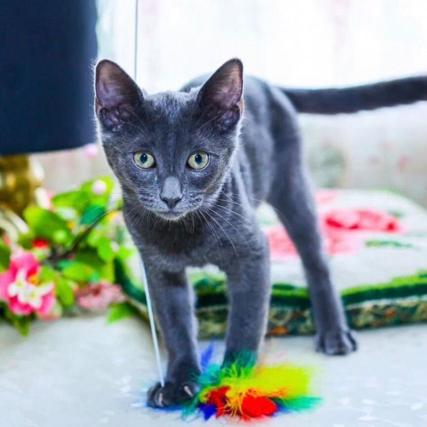 Котенок русской голубой