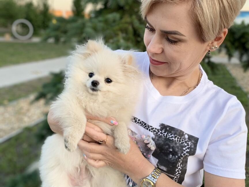 Продам помиранского шпица, мальчик, 2,5 года. Есть