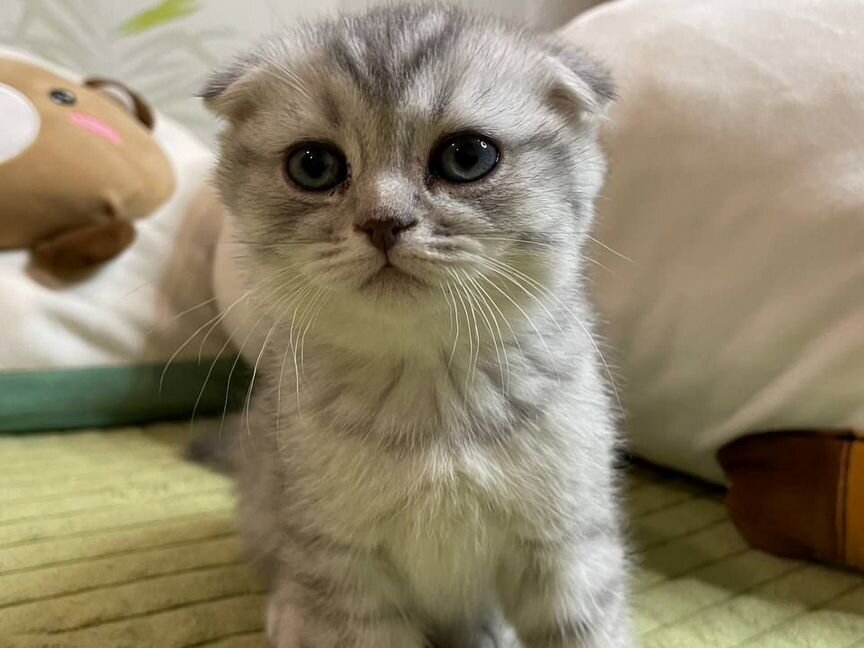 Шотландская вислоухая кошка