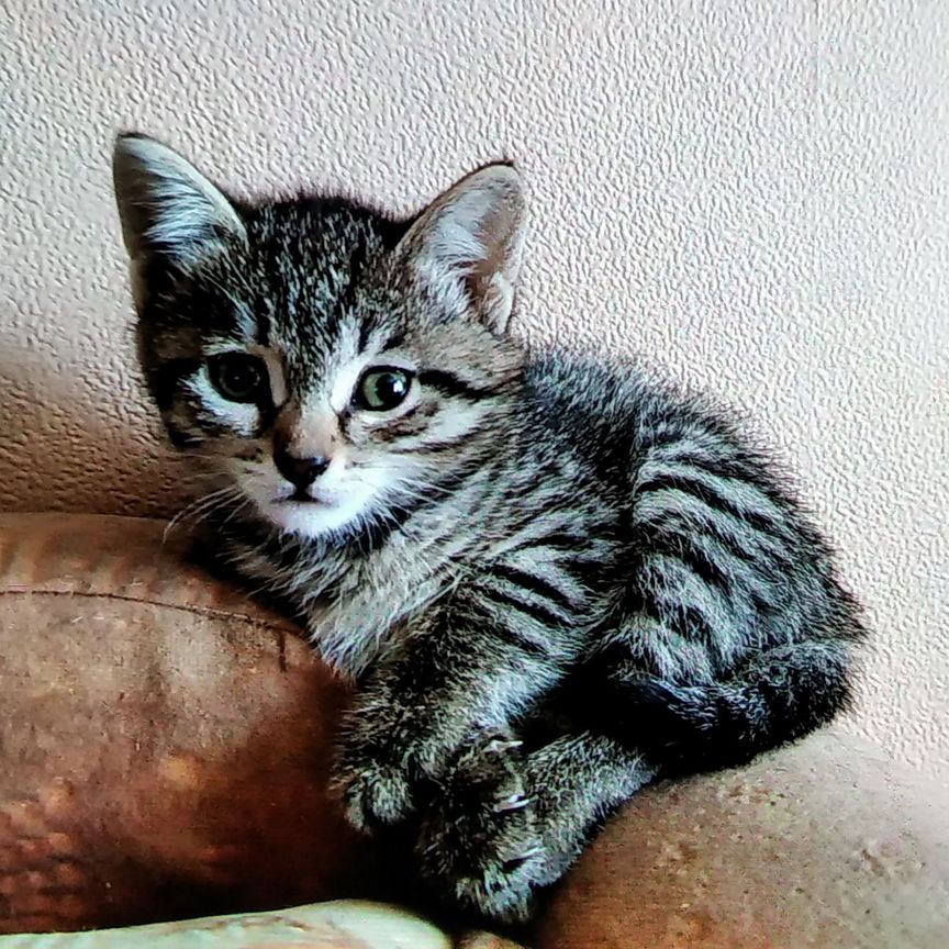 Полосатики