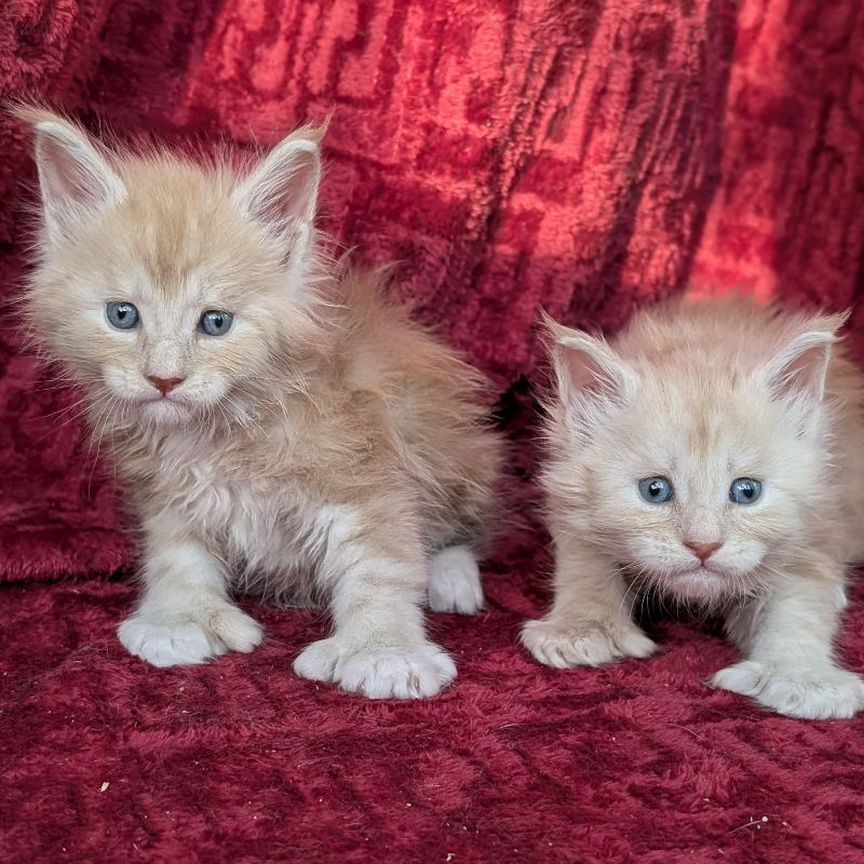 Мейн-кун котёнок