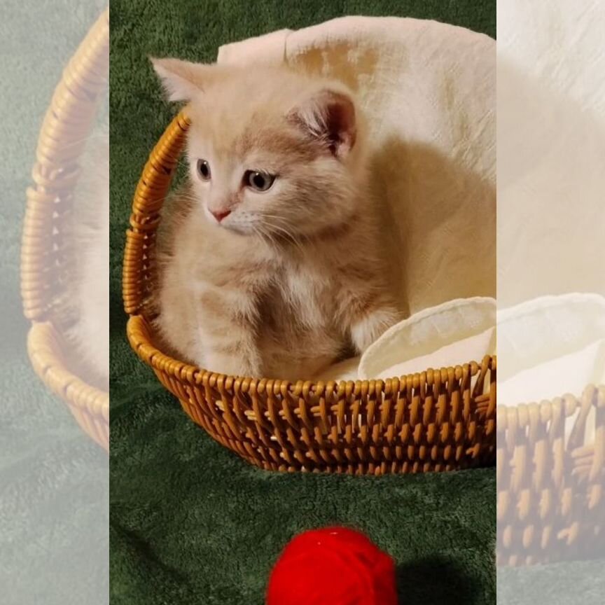 Шотландский прямоухий короткошёрстный котёнок