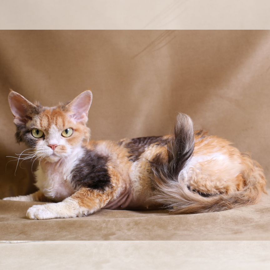 Девон-рекс, взрослая кошка