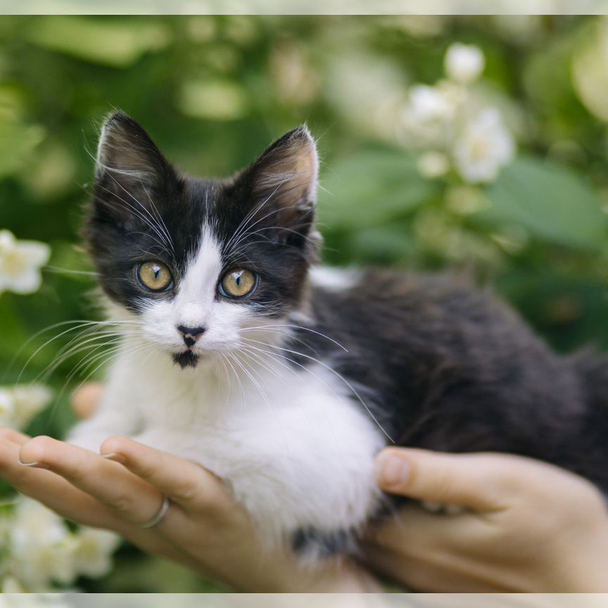 Котенок-мальчик 2.5 месяца ищет дом