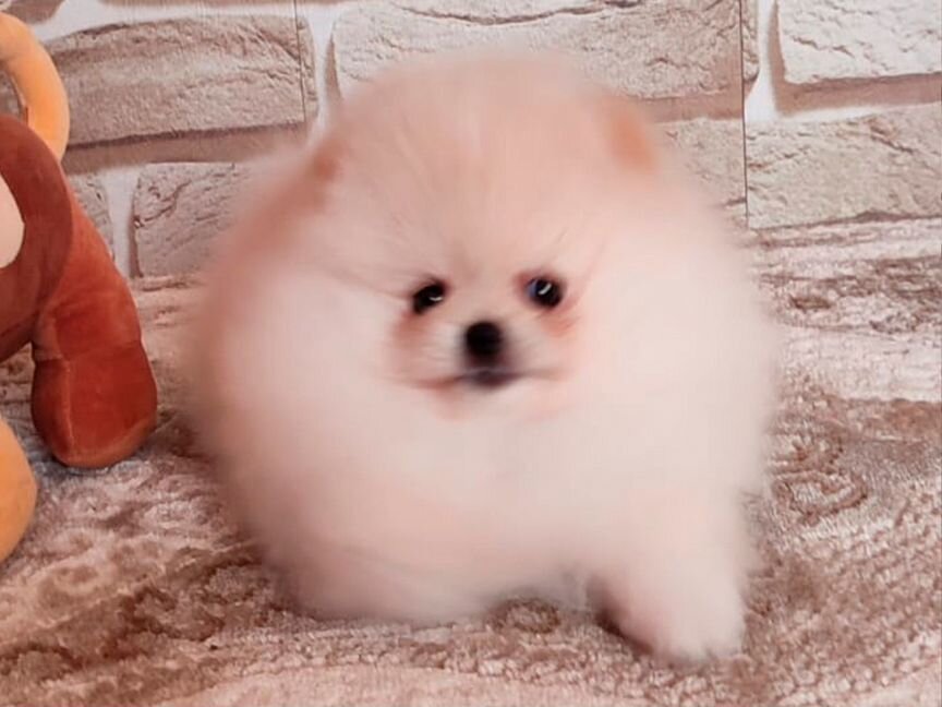 Померанский шпиц щенок девочка
