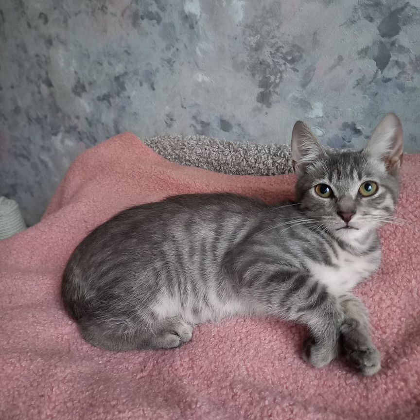 Котенок мальчик с характером