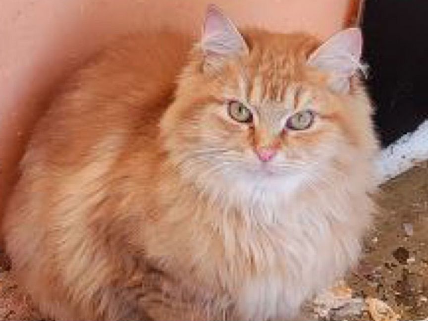 Клаус и Гринч (котята, коты, 10 месяцев)