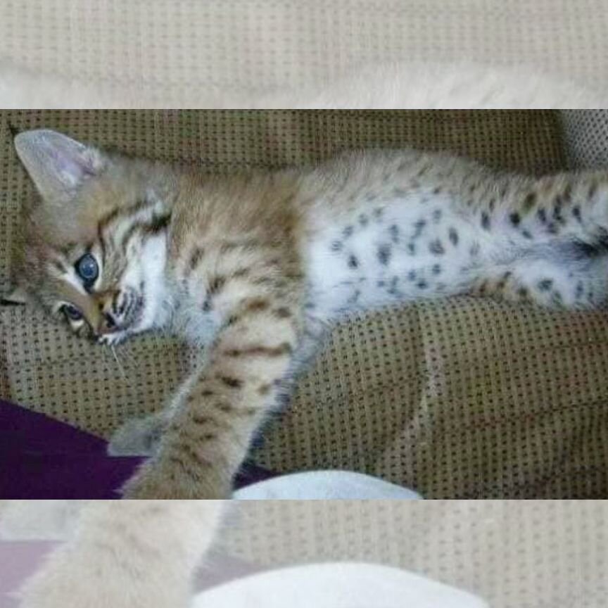 Котенок bobcat