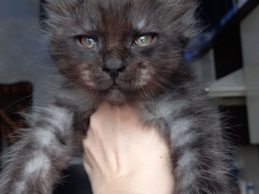 Мейн-кун мальчик