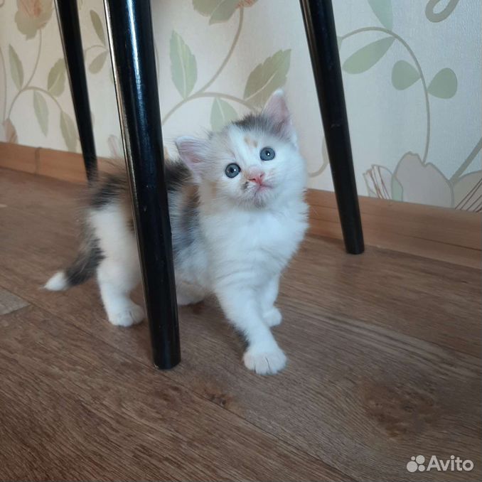 Котенок в дар трехцветная кошечка
